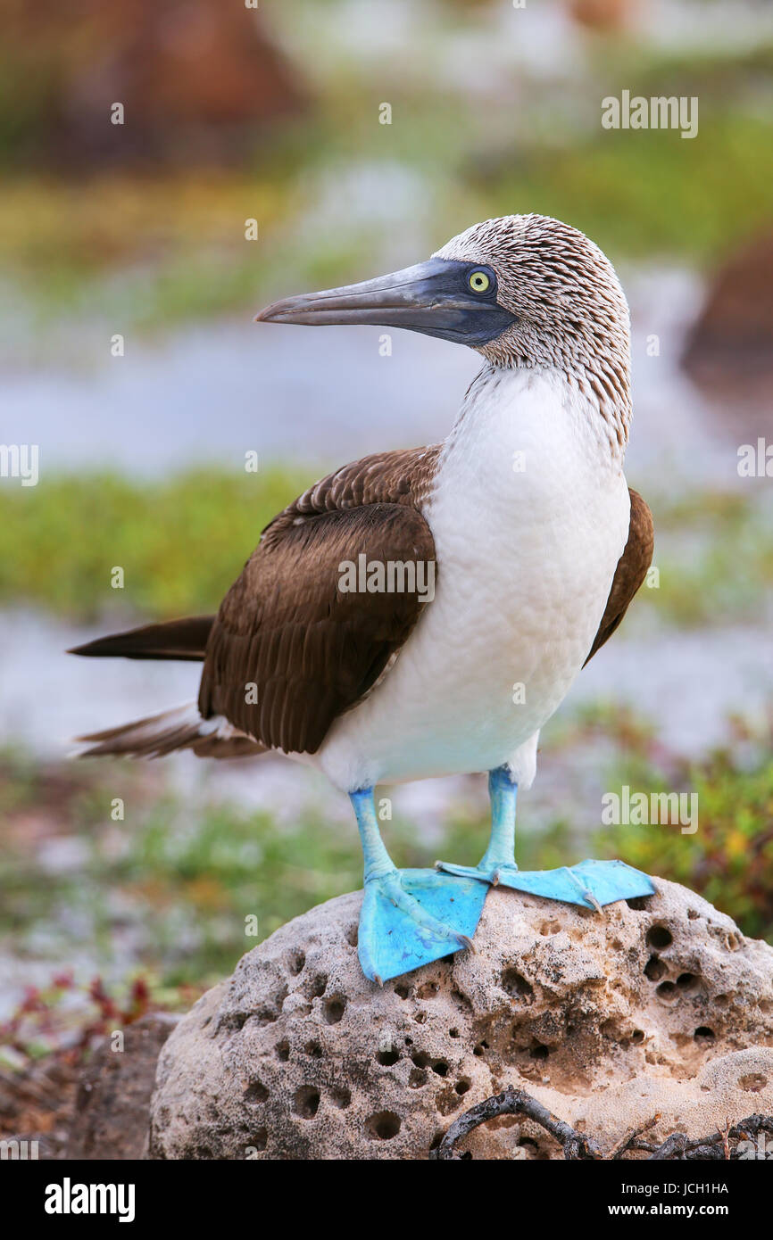 Blue footed bird hi-res stock photography and images - Alamy