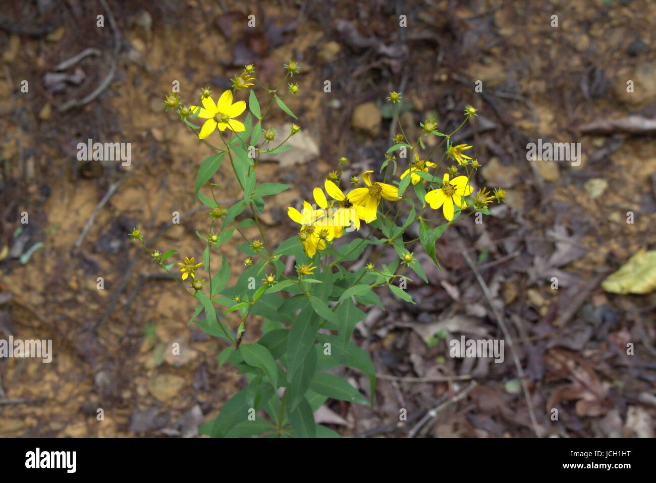 Cutleaf coneflower hi-res stock photography and images - Alamy
