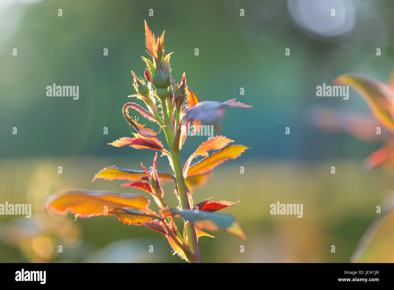 Translucent leaves hi-res stock photography and images - Alamy