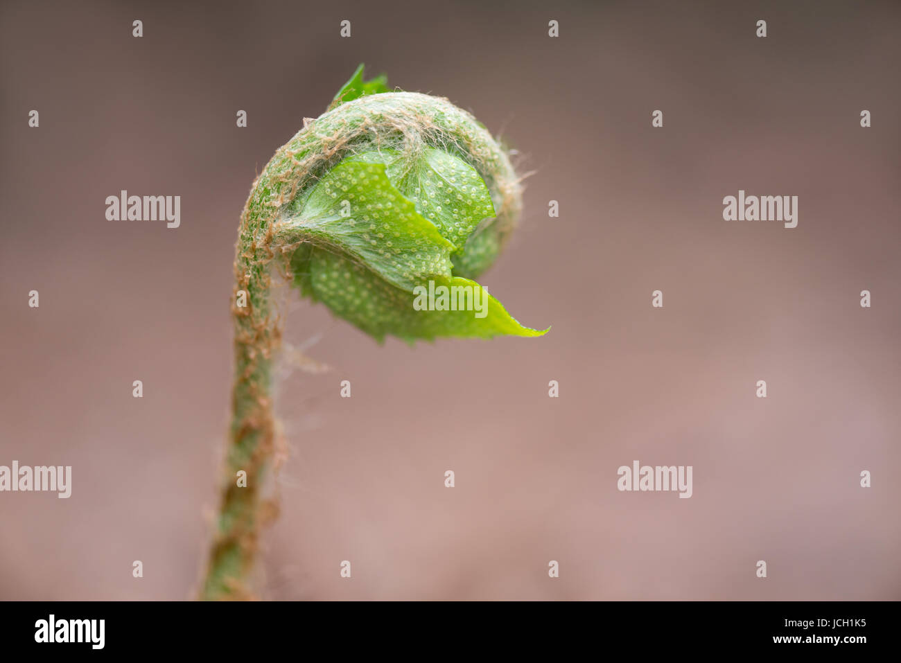 The closed, uncurling head of a Japanese Holly Fern (Cyrtomium falcatum ...