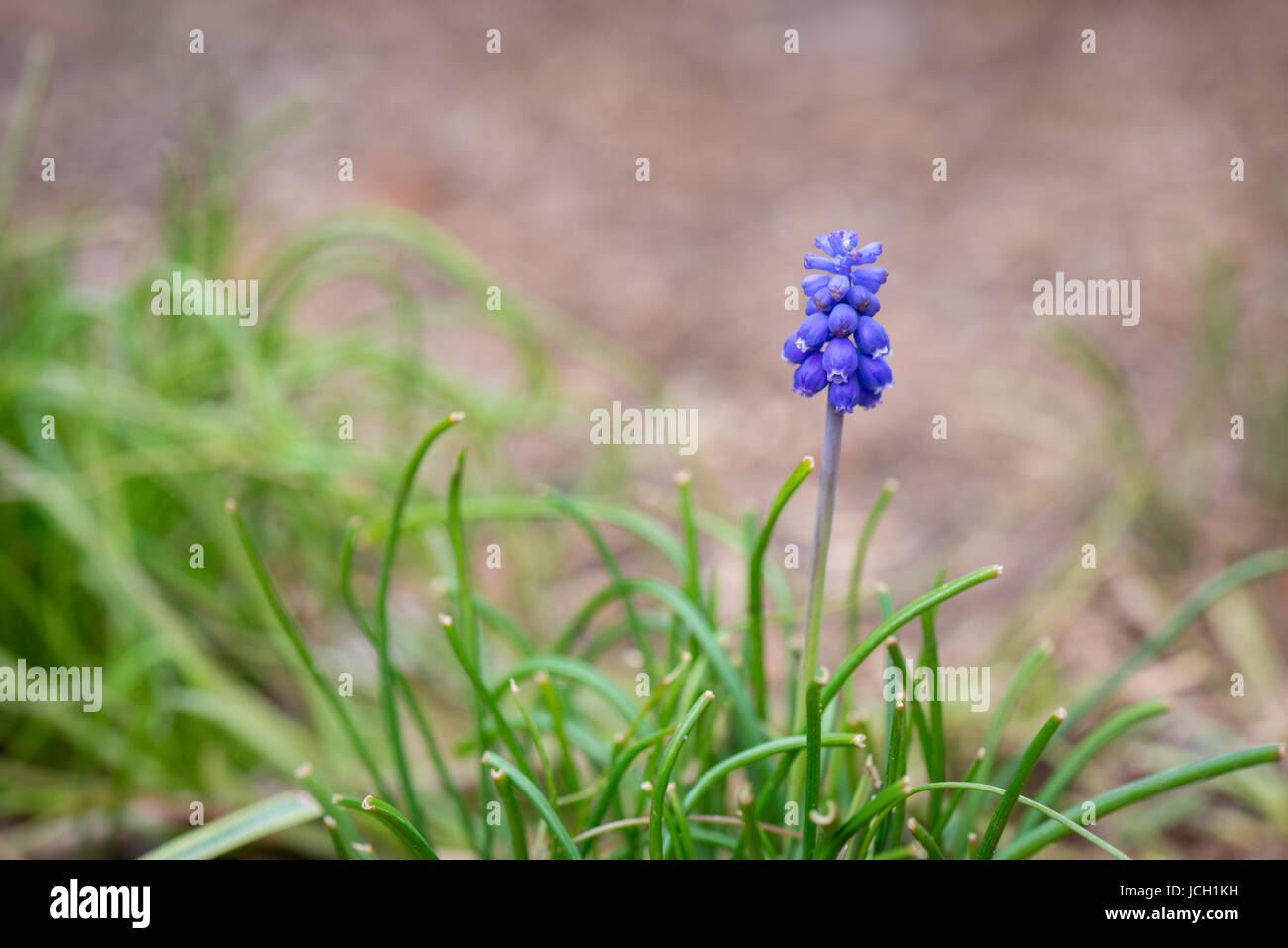 A single Muscari plant surrounded by whispy green leaves grows in the ...