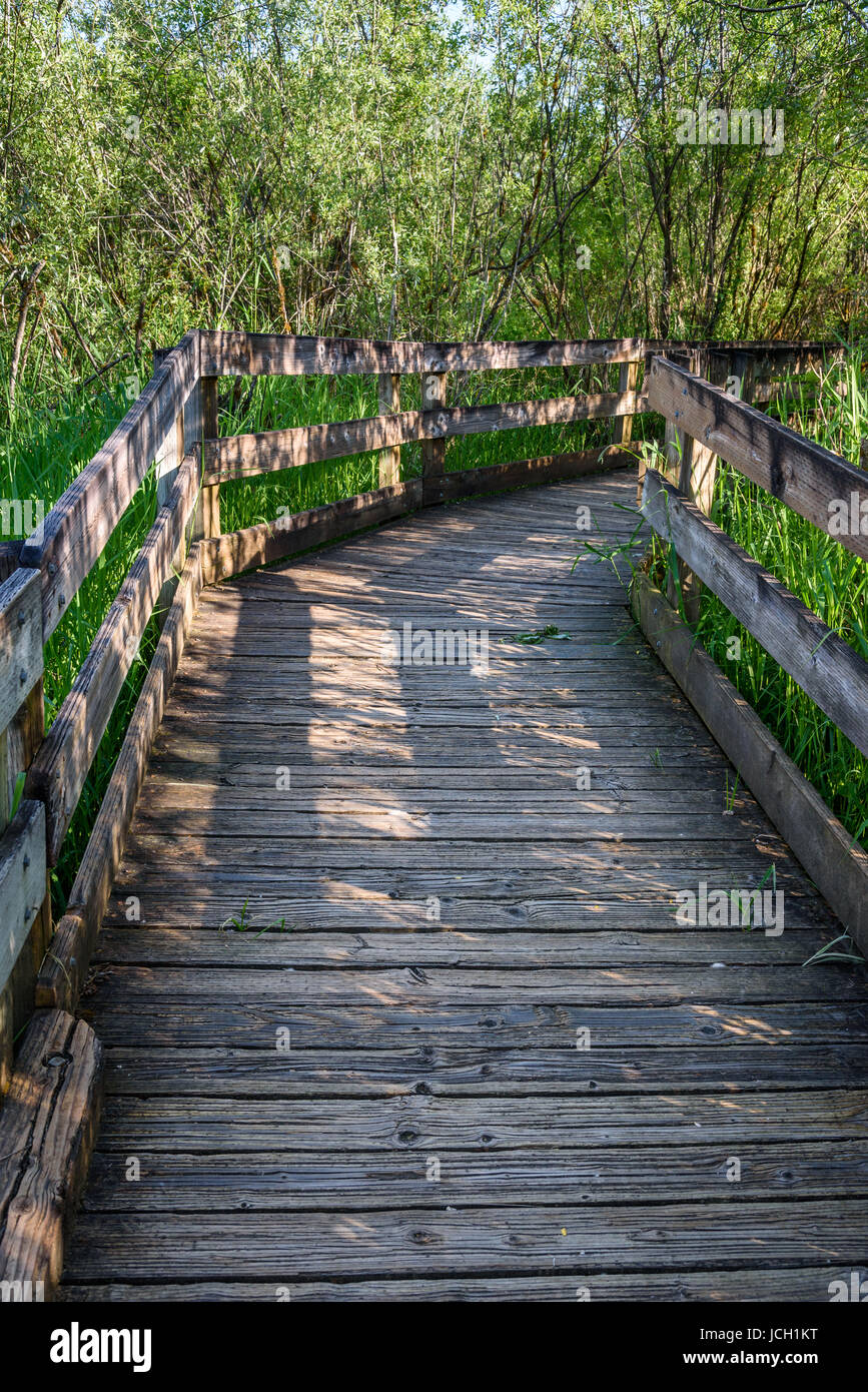 Wide wood boardwalk through a marshy wooded area in the spring Stock ...