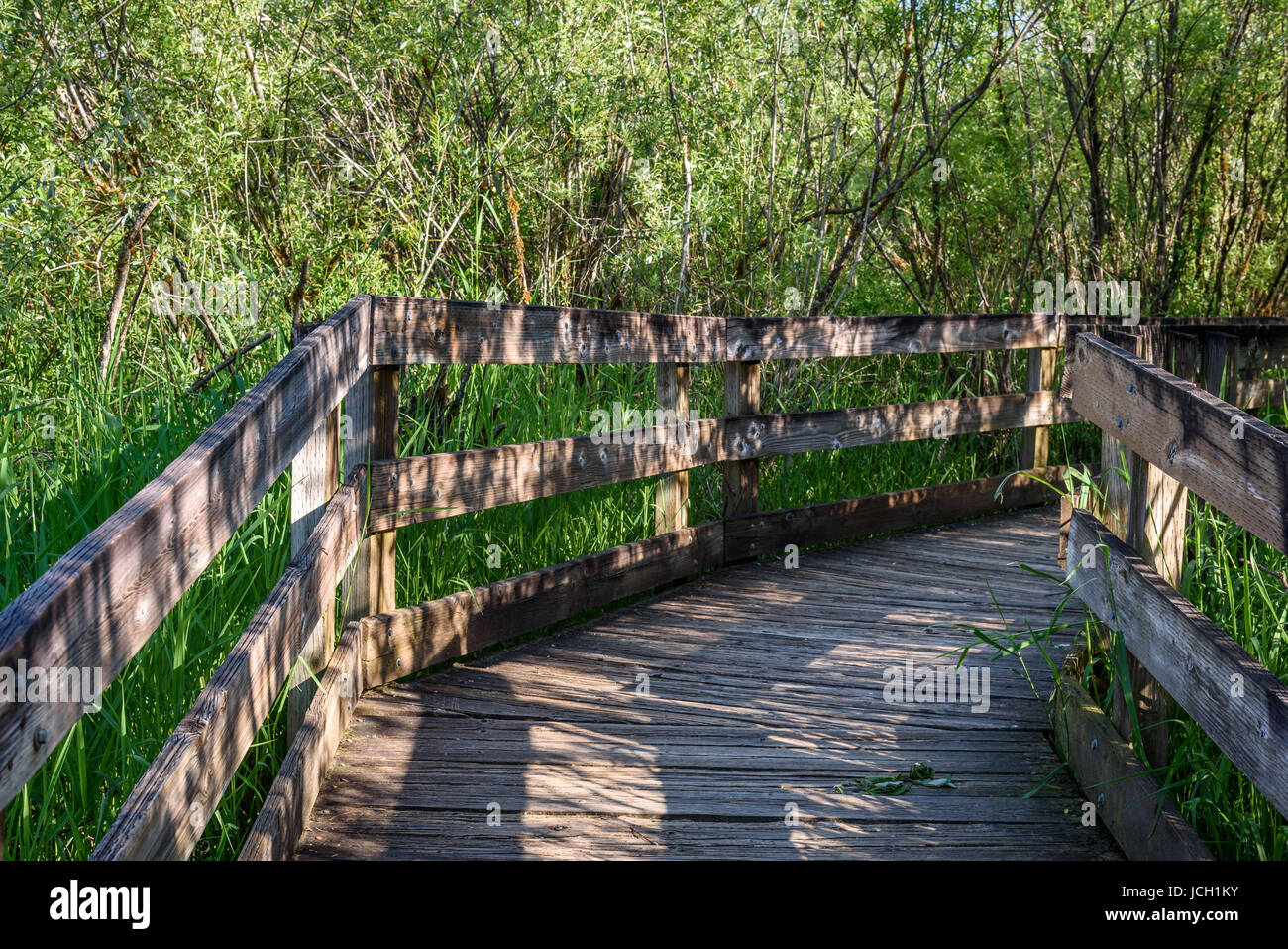 Wide wood boardwalk through a marshy wooded area in the spring Stock ...