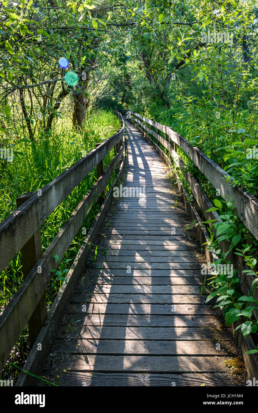 Wide wood boardwalk through a marshy wooded area in the spring Stock ...