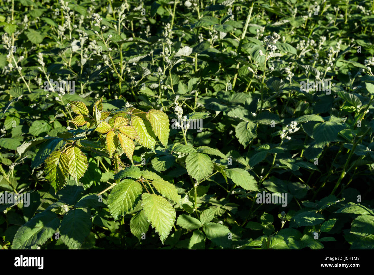 Close up of spring growth of blackberries Stock Photo - Alamy