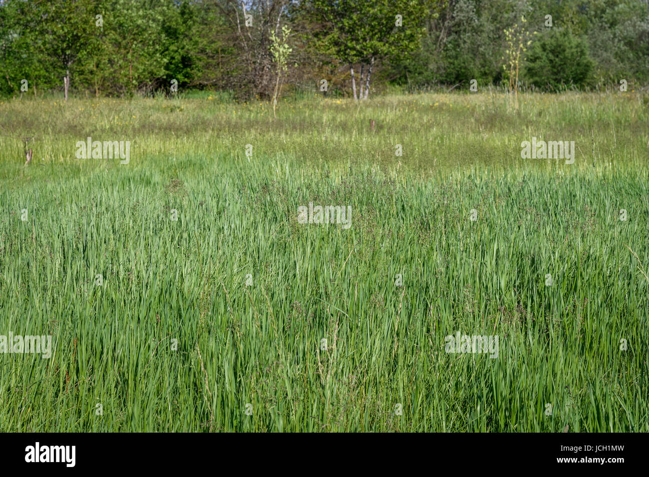 Tall spring grass in the park as a background Stock Photo - Alamy