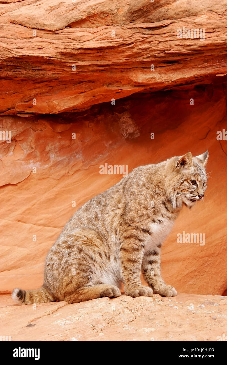 Adult Lynx Lynx Lynx Sitting On Rock High Resolution Stock Photography ...