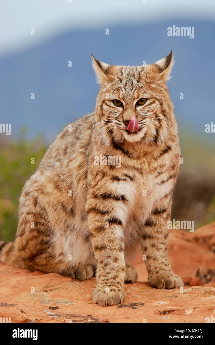 Bobcat (Lynx rufus) sitting on red rocks Stock Photo - Alamy