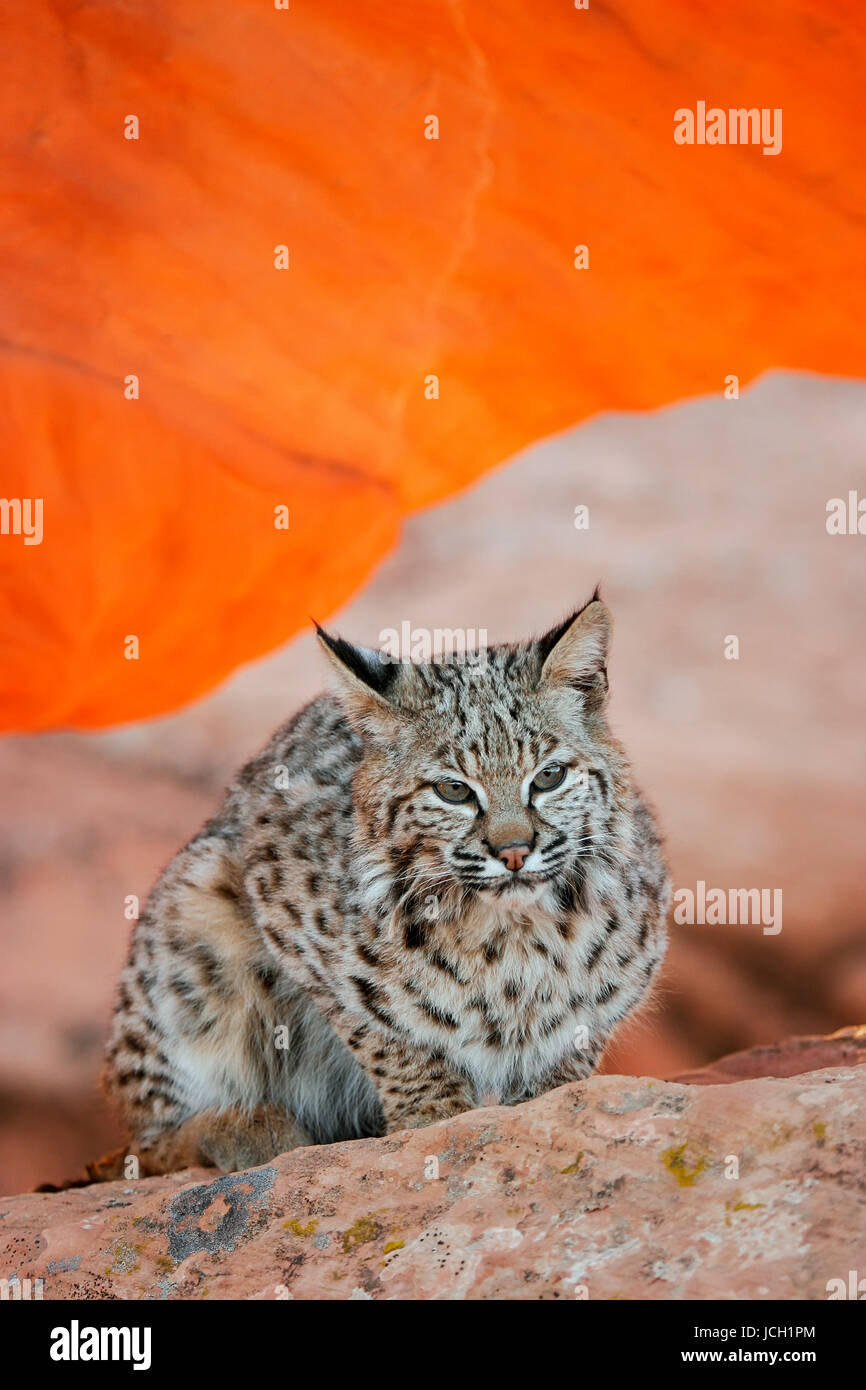 Bobcat (Lynx rufus) sitting on red rocks Stock Photo - Alamy