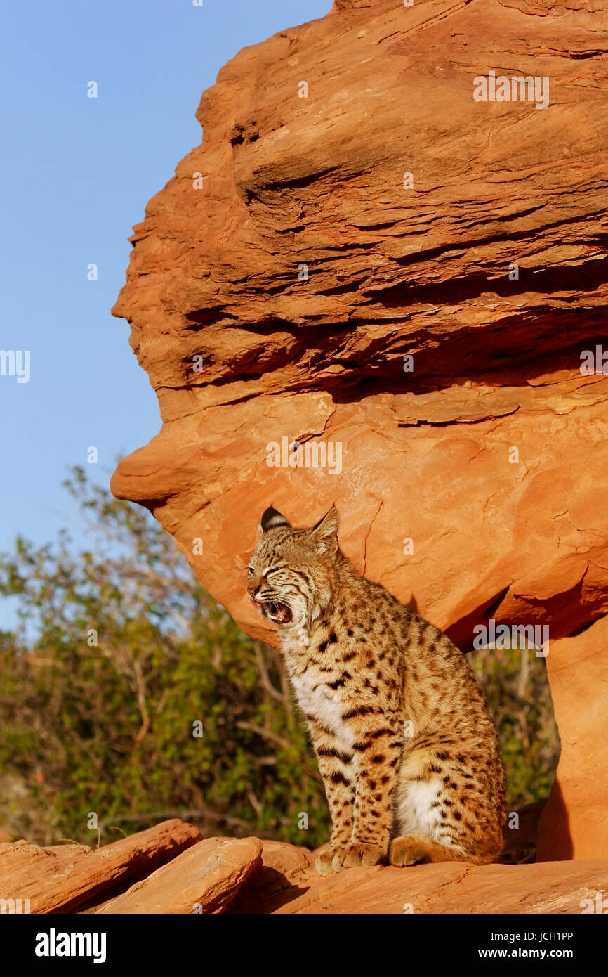Bobcat (Lynx rufus) sitting on red rocks Stock Photo - Alamy