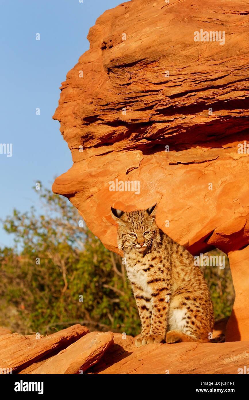 Bobcat (Lynx rufus) sitting on red rocks Stock Photo - Alamy