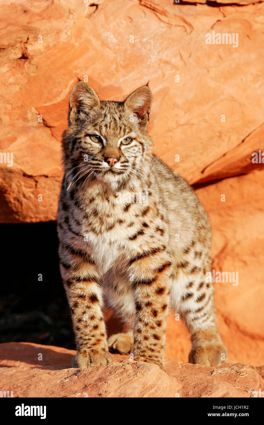 Bobcat (Lynx rufus) standing on red rocks Stock Photo - Alamy