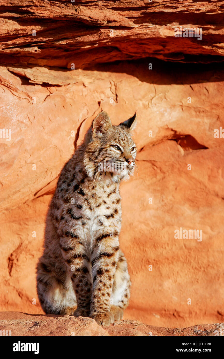Bobcat (Lynx rufus) sitting on red rocks Stock Photo - Alamy
