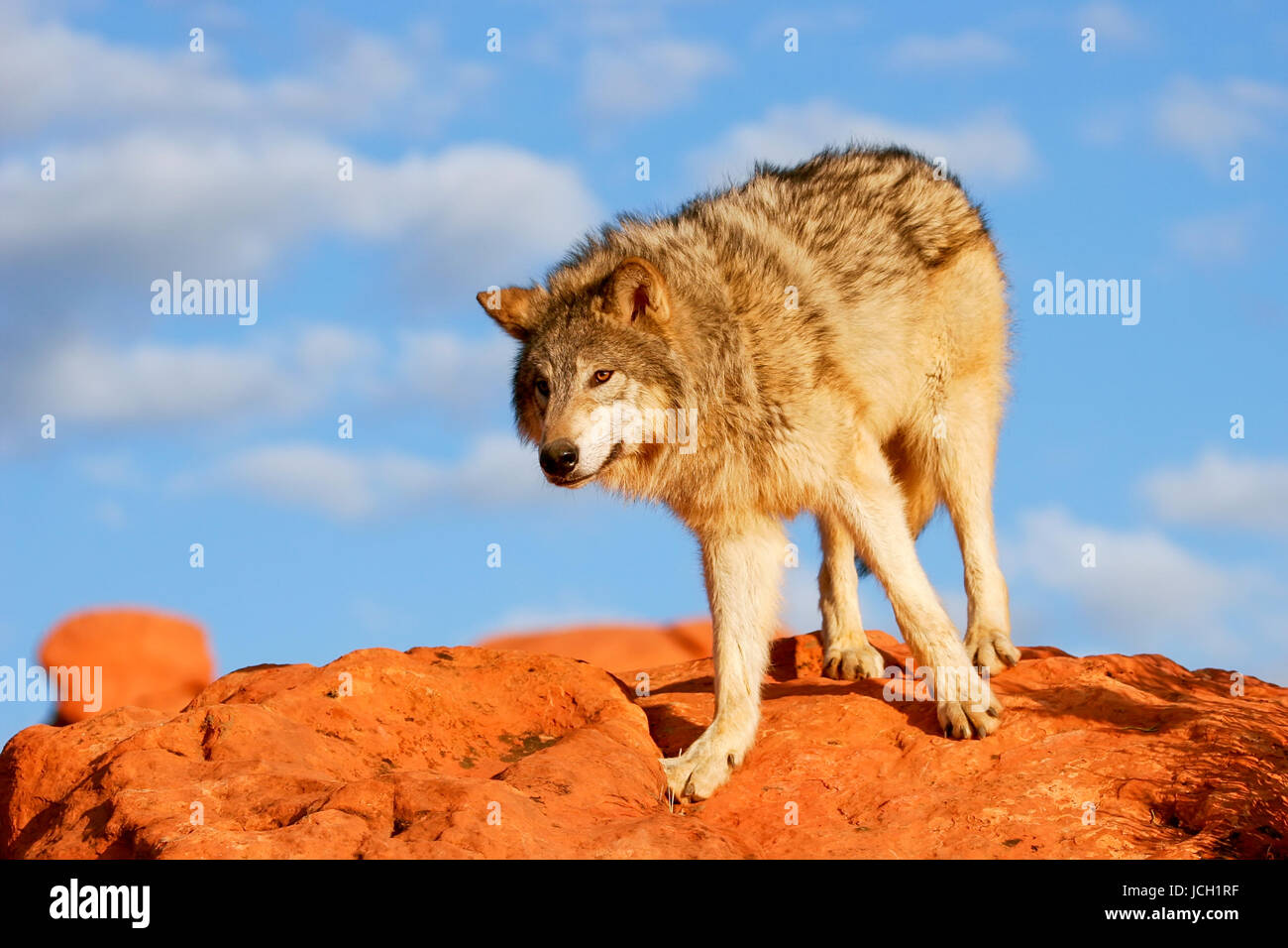 Gray wolf (Canis lupus) in a desert with red rock formations Stock ...