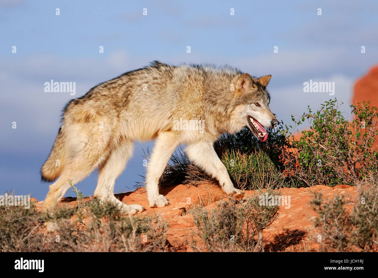 North american grey wolf face hi-res stock photography and images - Alamy