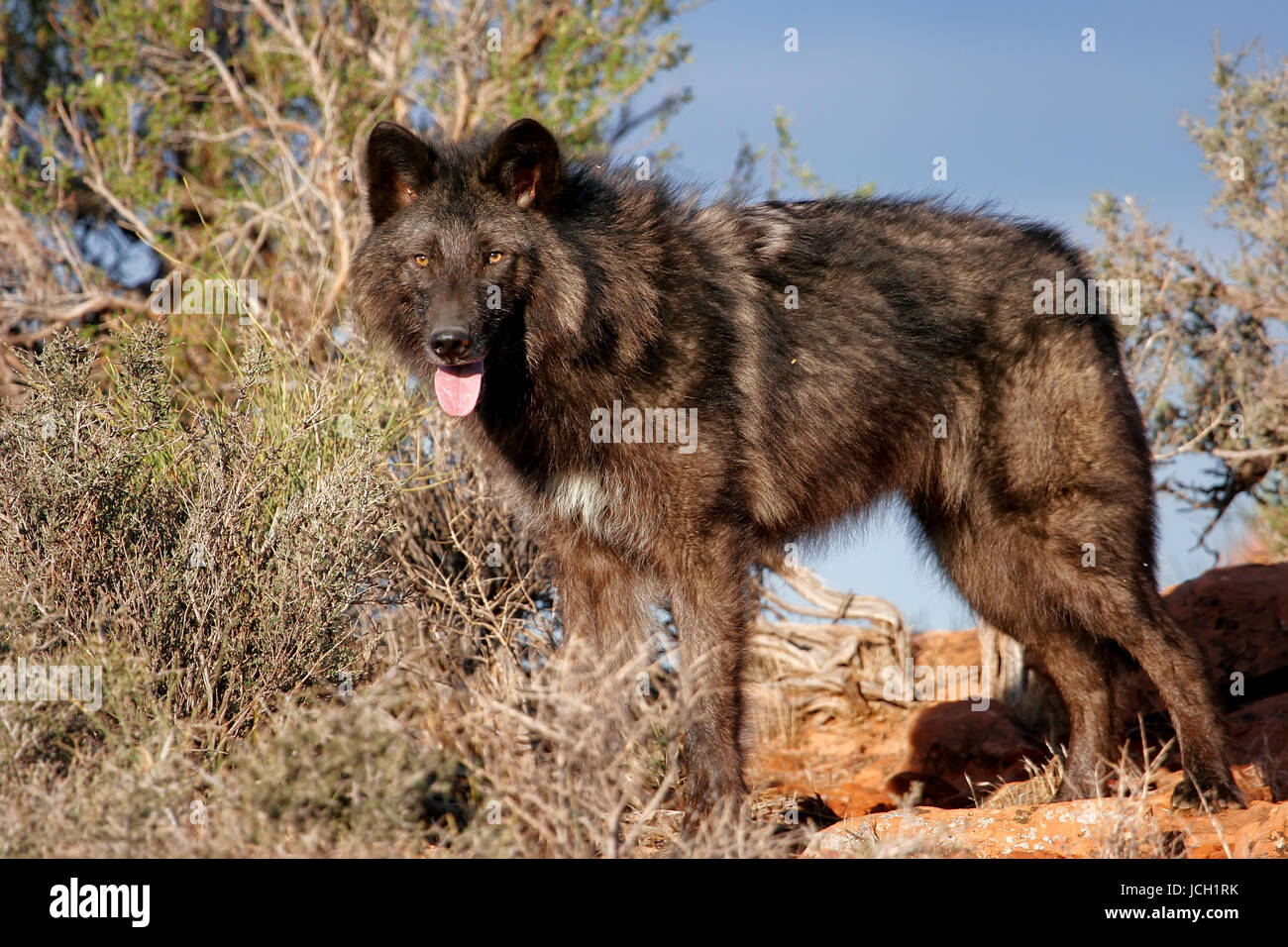 North american black wolf hi-res stock photography and images - Alamy