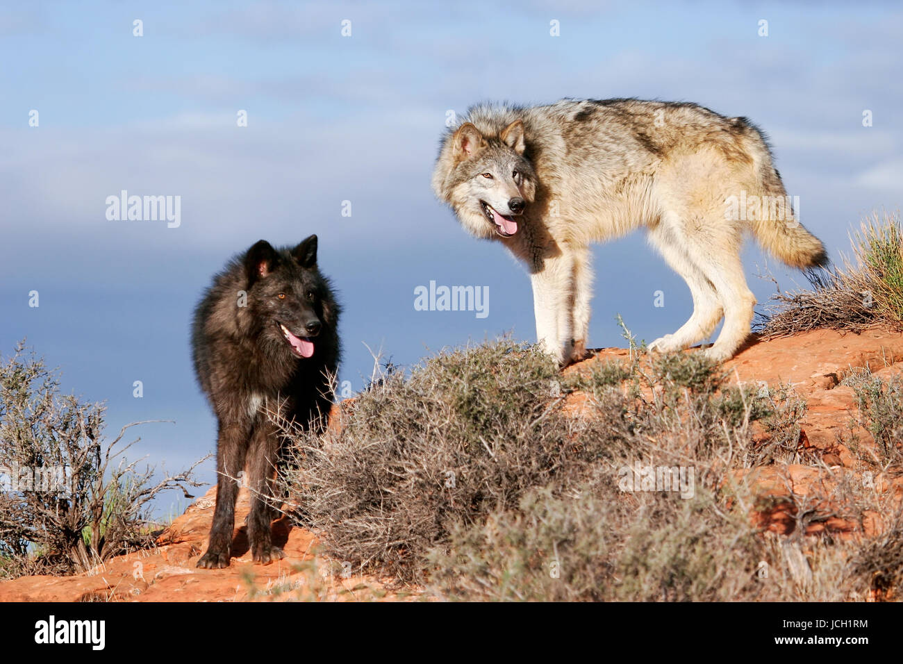 Gray wolves (Canis lupus) in a desert with red rock formations Stock ...