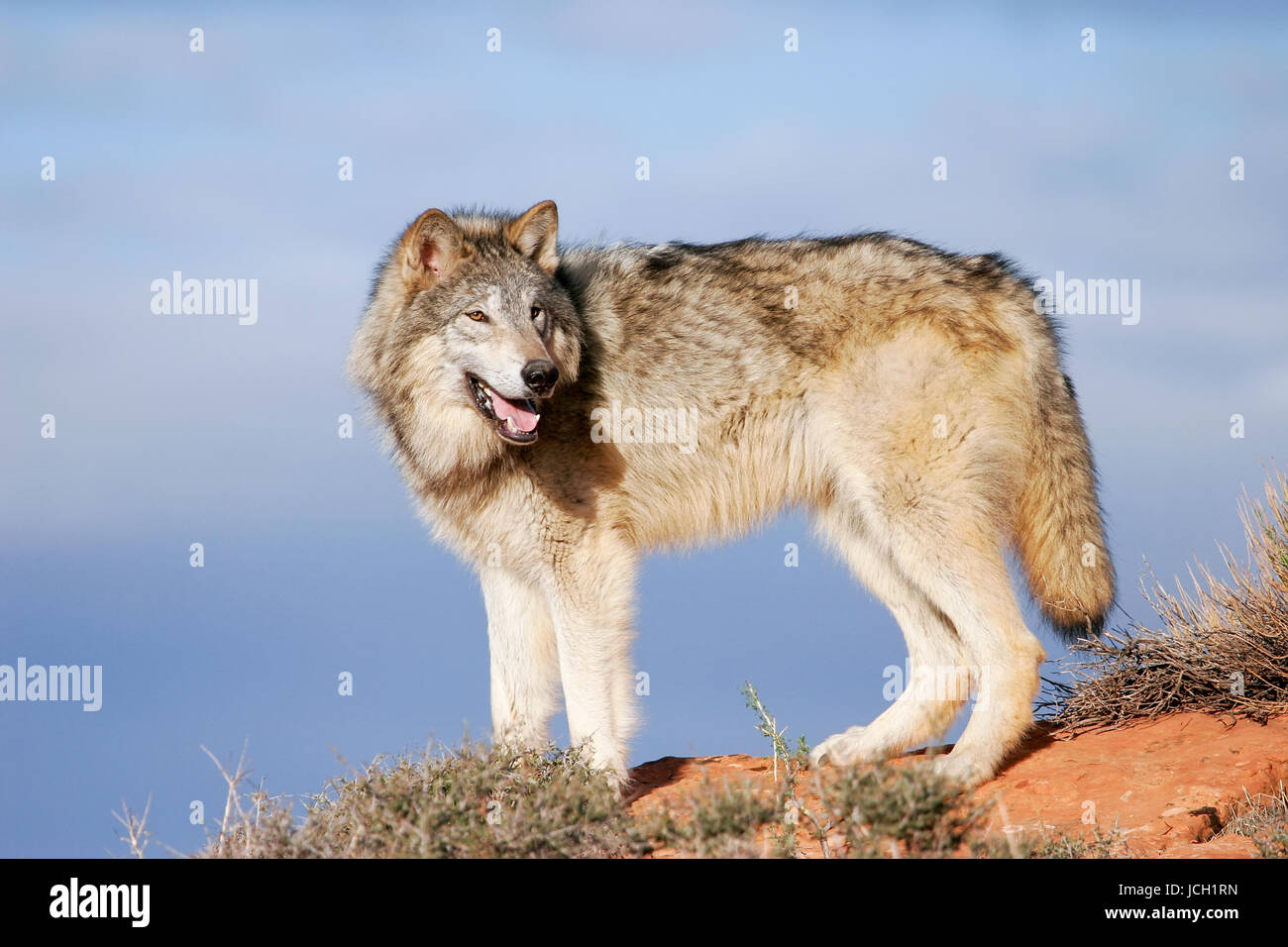 North american grey wolf face hi-res stock photography and images - Alamy