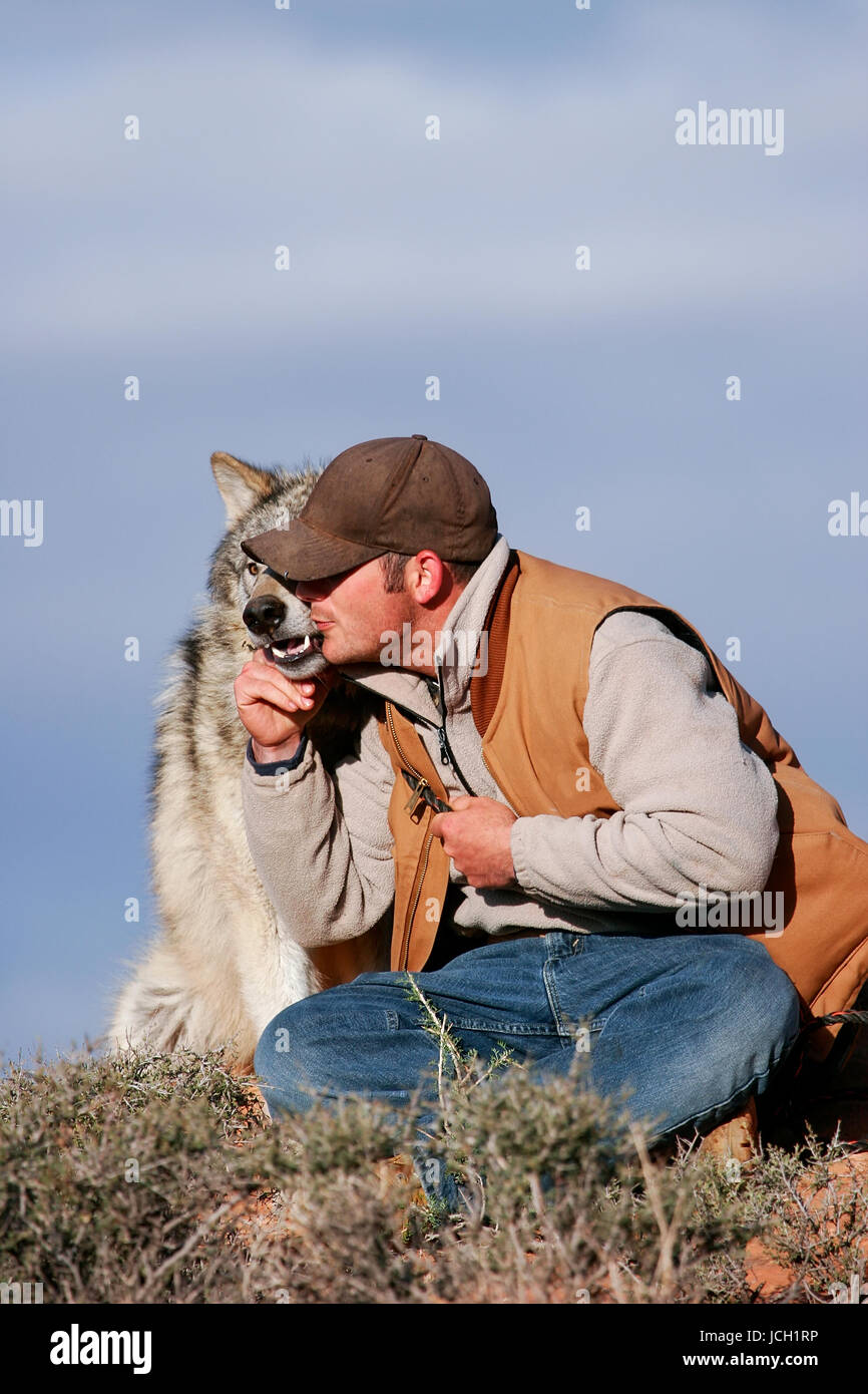 Gray wolf (Canis lupus) with an animal trainer Stock Photo - Alamy