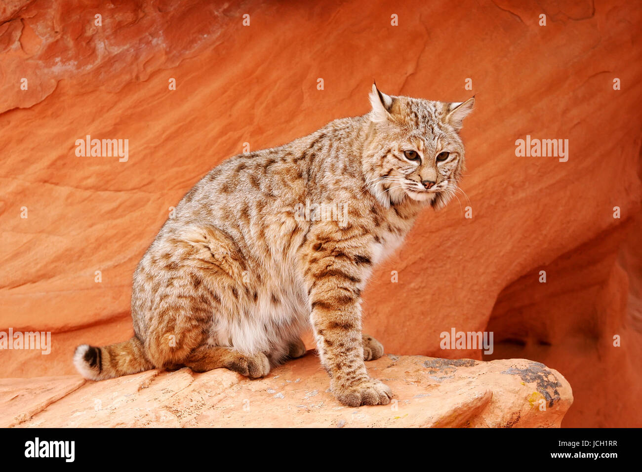 Bobcat (Lynx rufus) sitting on red rocks Stock Photo - Alamy