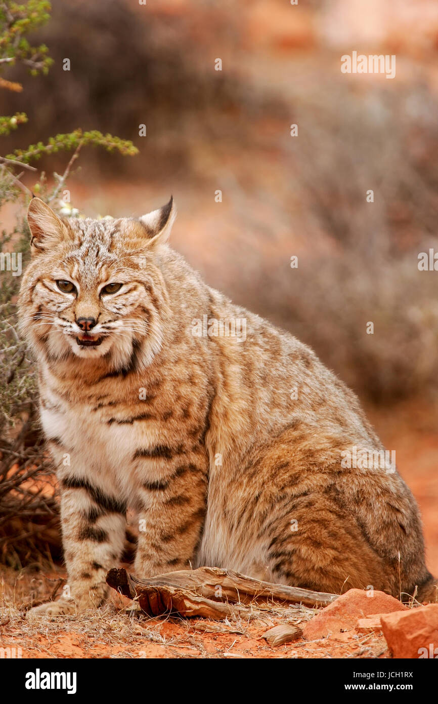 Desert lynx hi-res stock photography and images - Alamy