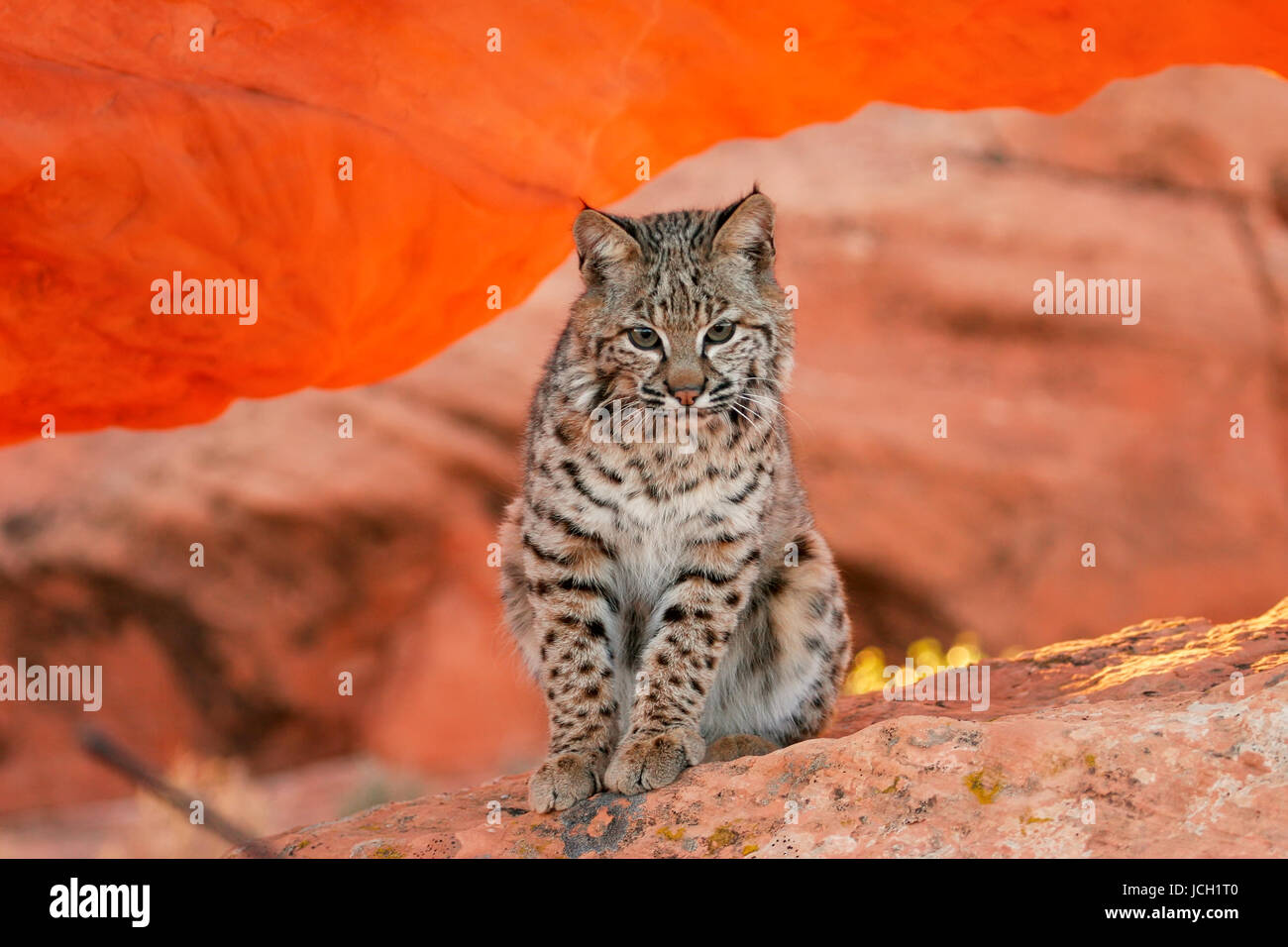 Bobcat (Lynx rufus) sitting on red rocks Stock Photo - Alamy