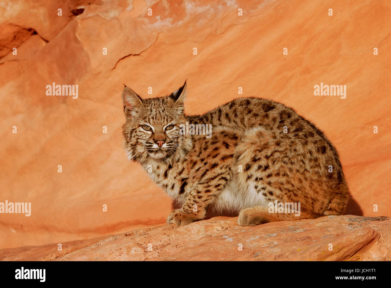 Adult Lynx Lynx Lynx Sitting On Rock High Resolution Stock Photography ...