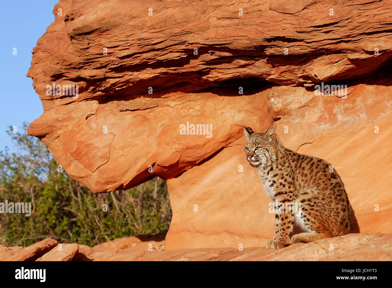 Bobcat (Lynx rufus) sitting on red rocks Stock Photo - Alamy