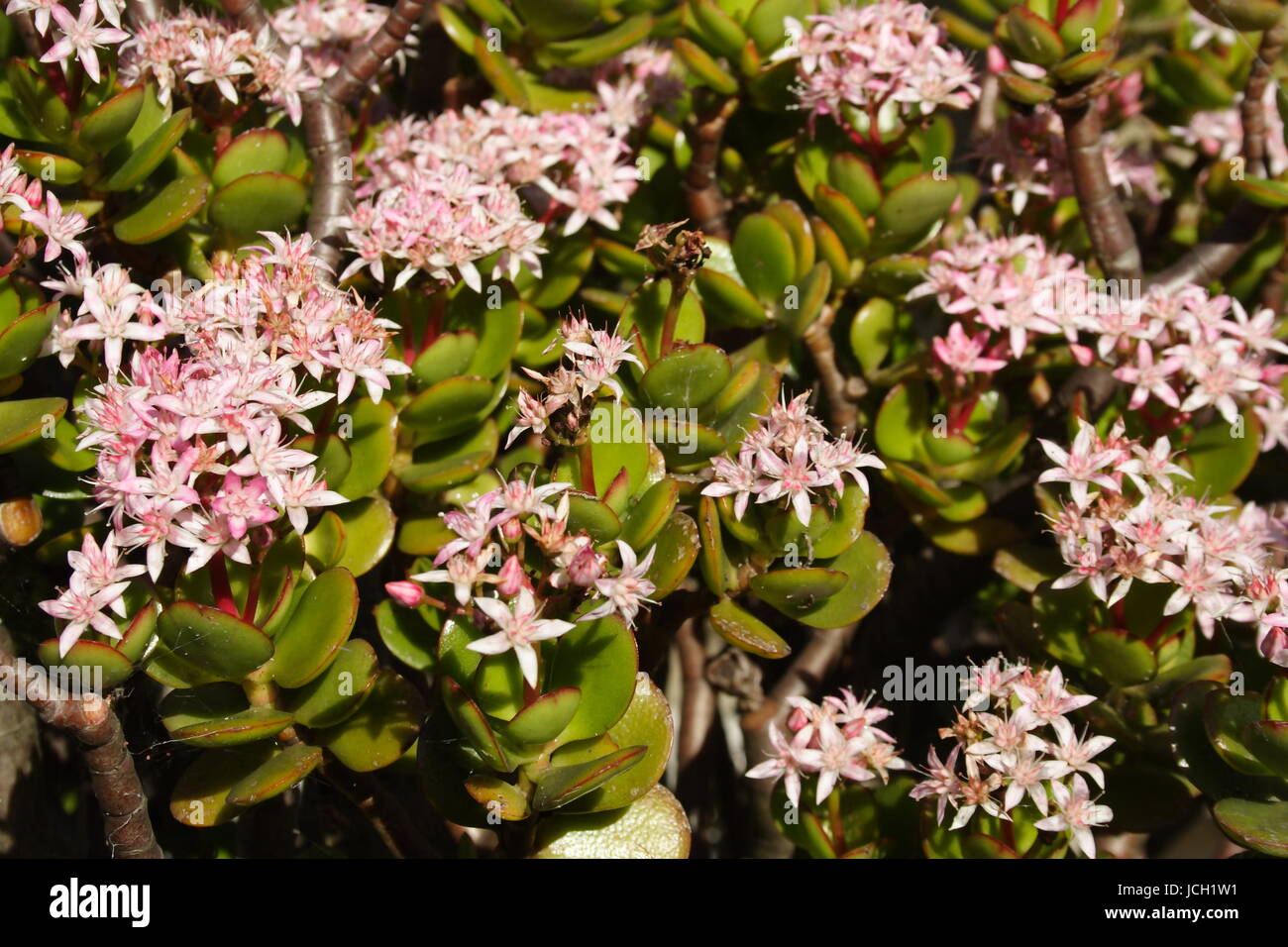 Crassula Ovata in Full Flower Stock Photo - Alamy