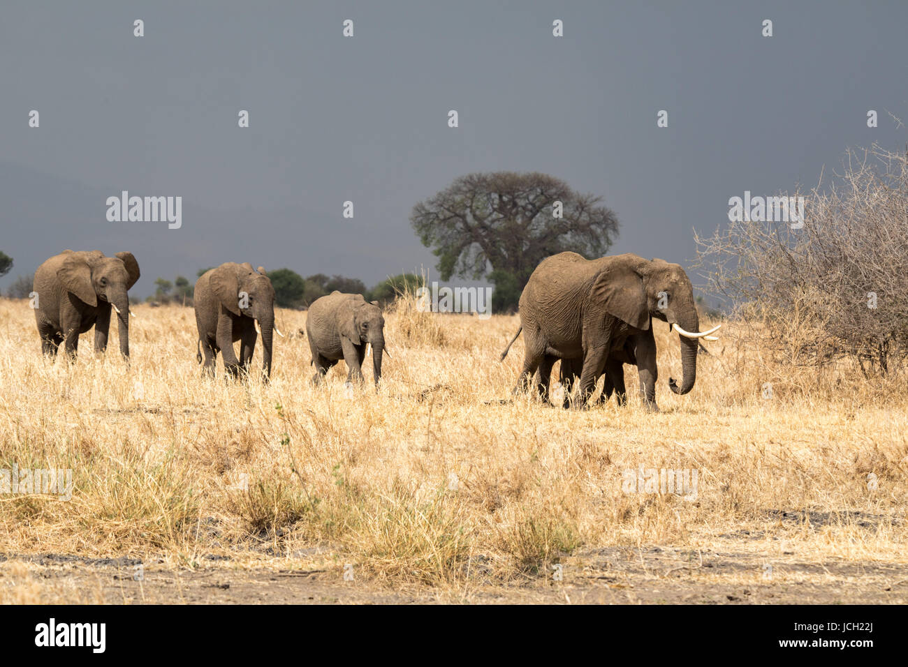 Elephants plain hi-res stock photography and images - Alamy