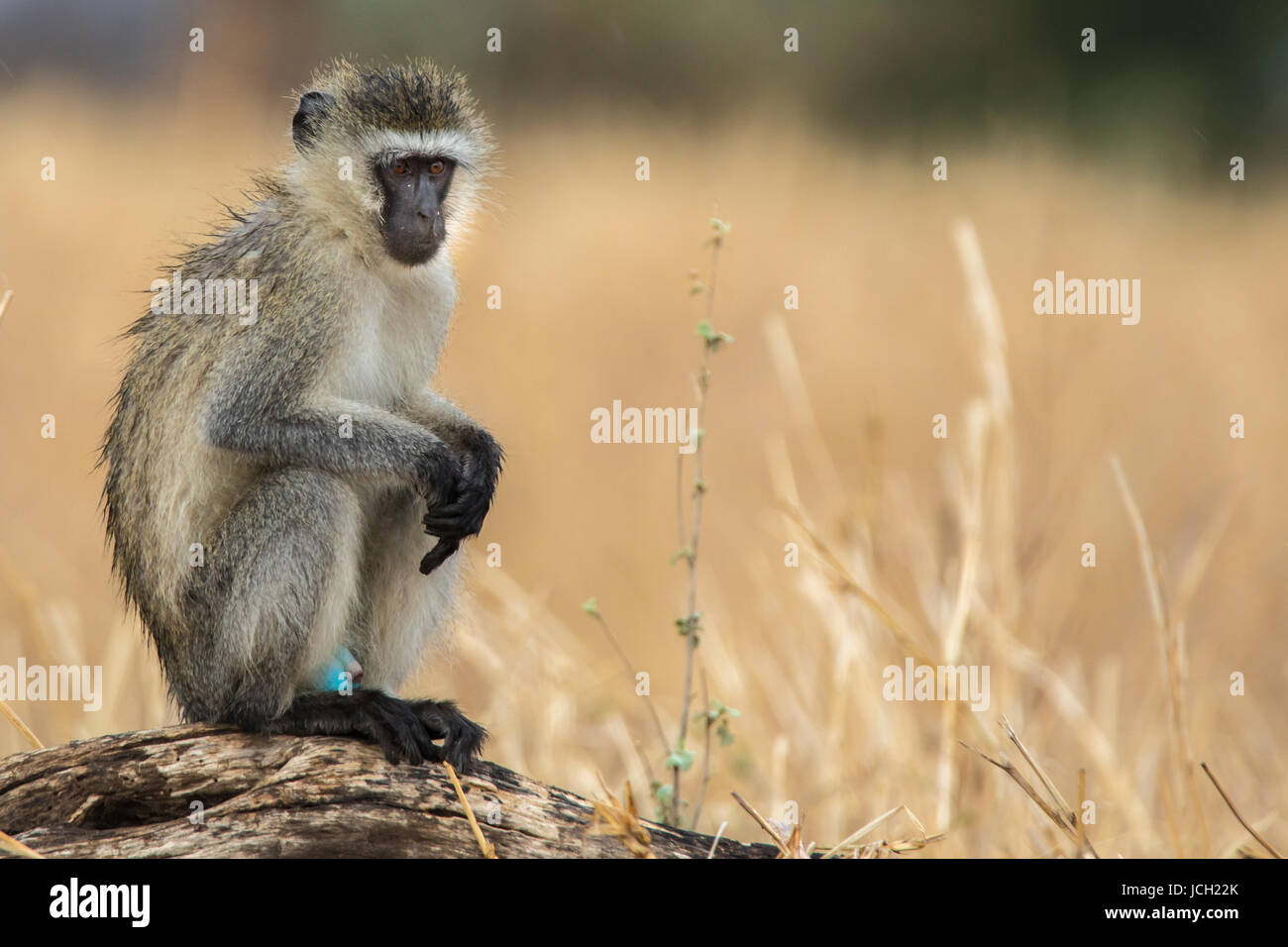 Monkey genitals hi-res stock photography and images - Alamy