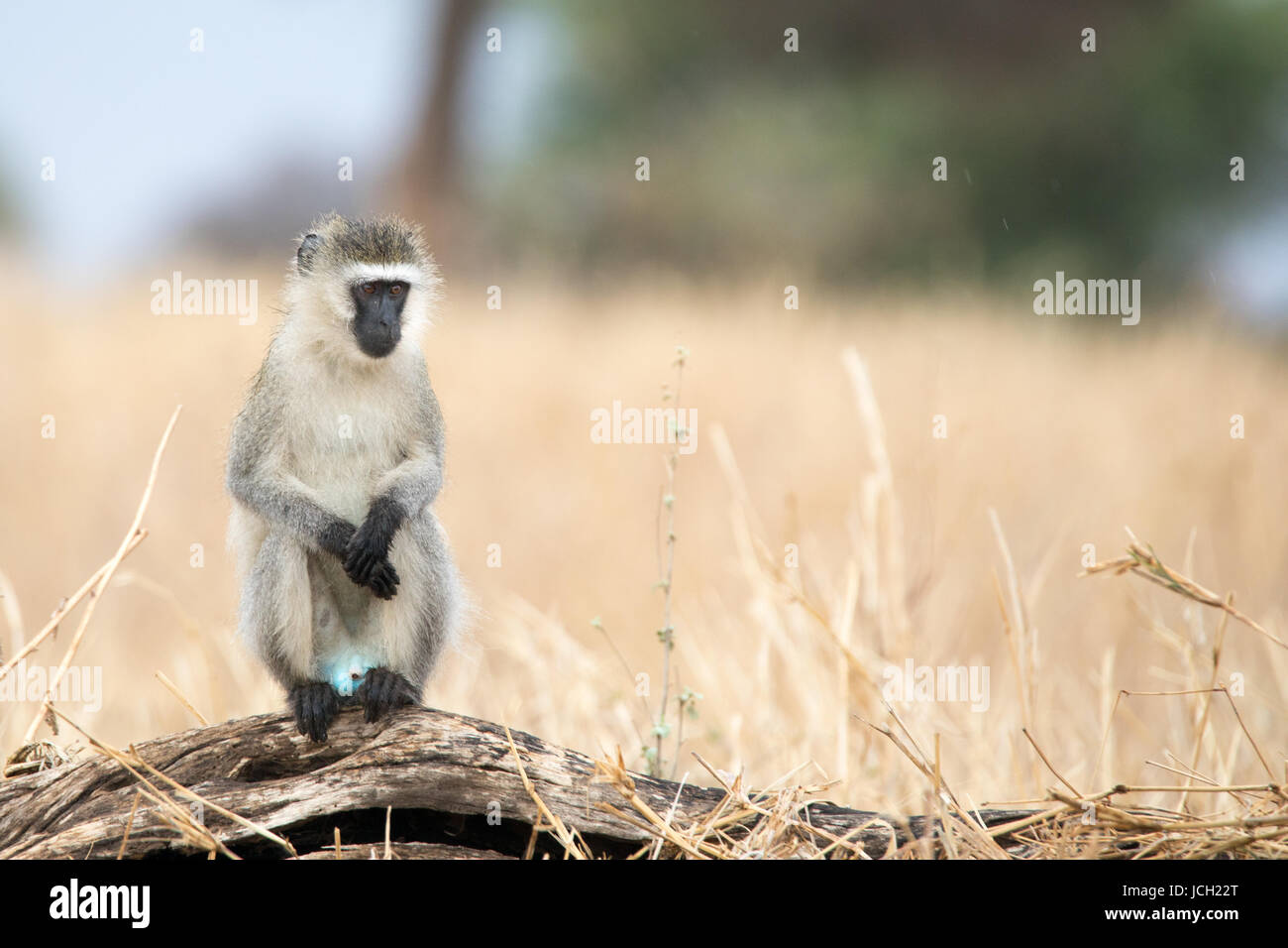 Monkey genitals hi-res stock photography and images - Alamy
