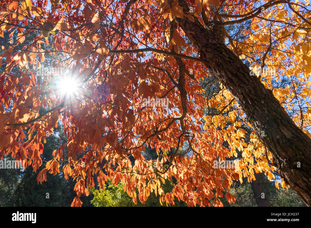 Sky through fall foliage Stock Photo - Alamy
