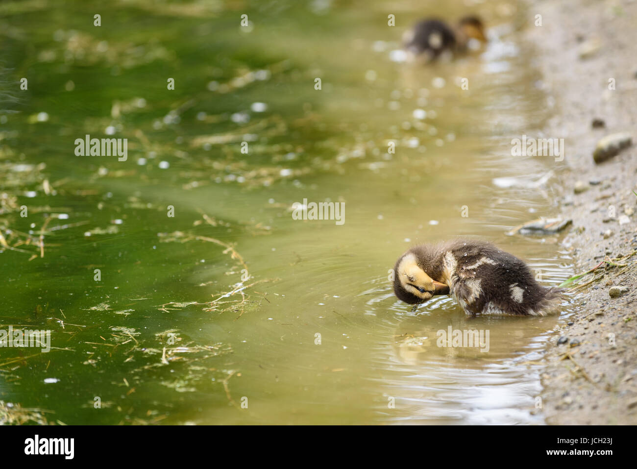 Baby mallard duck preening on the edge of a pond Stock Photo - Alamy