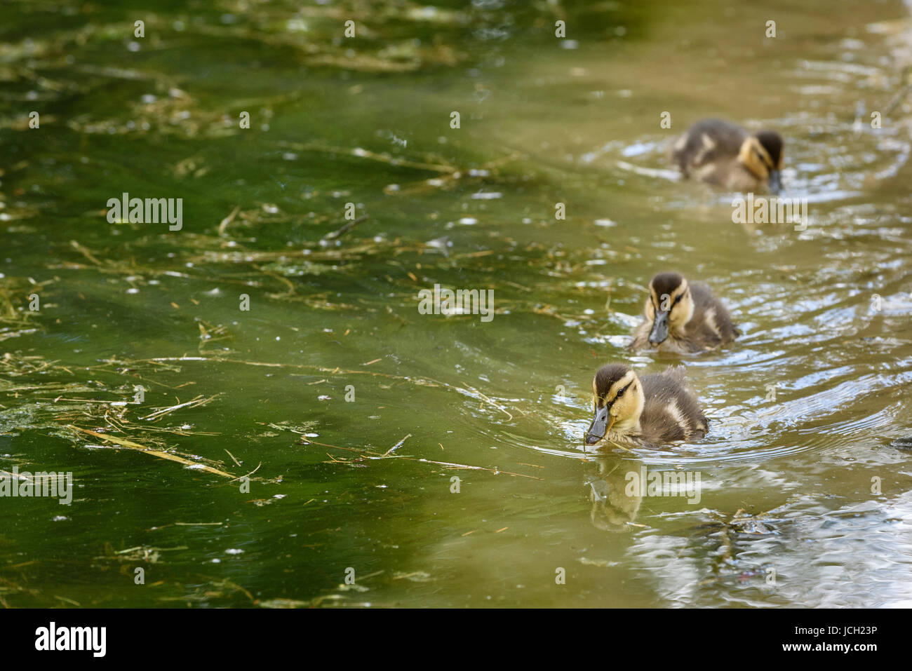 Three baby ducks in a row swimming in a muddy green pond Stock Photo ...