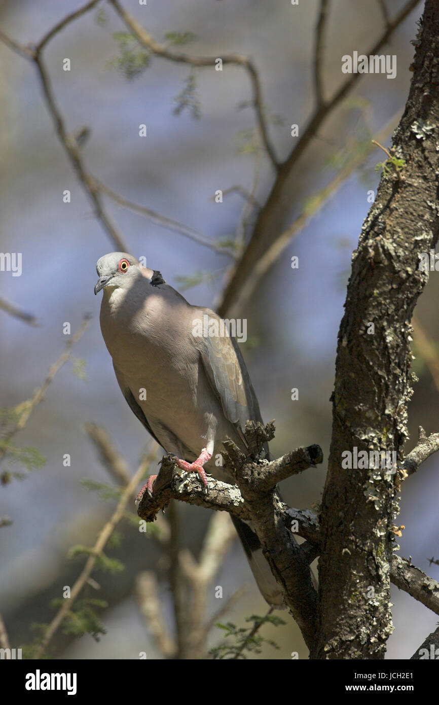 African mourning dove Streptopelia decipiens perched in tree Kruger ...