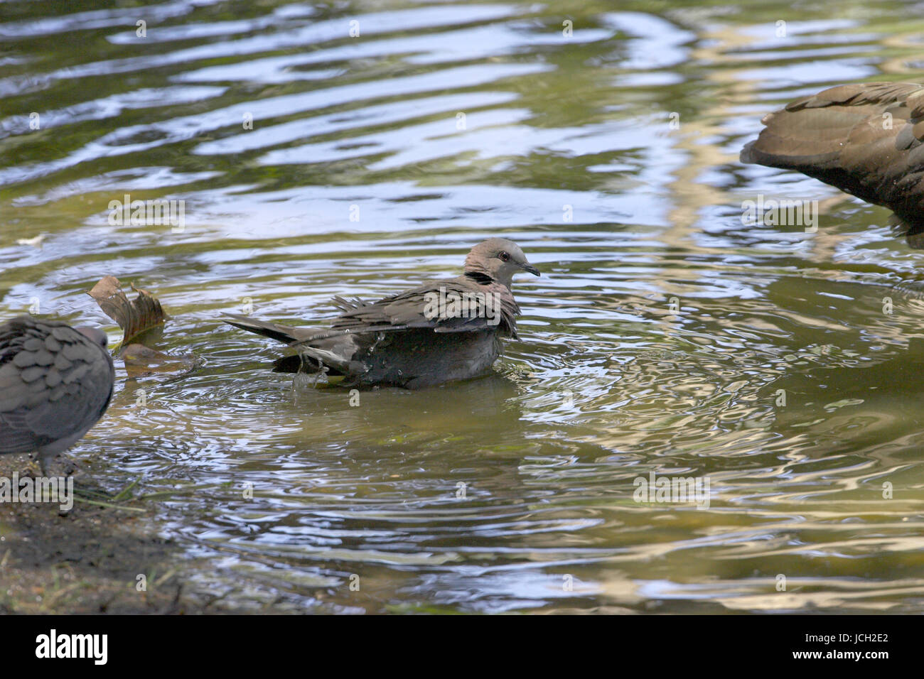 African mourning dove Streptopelia decipiens bathing in pond Durban ...