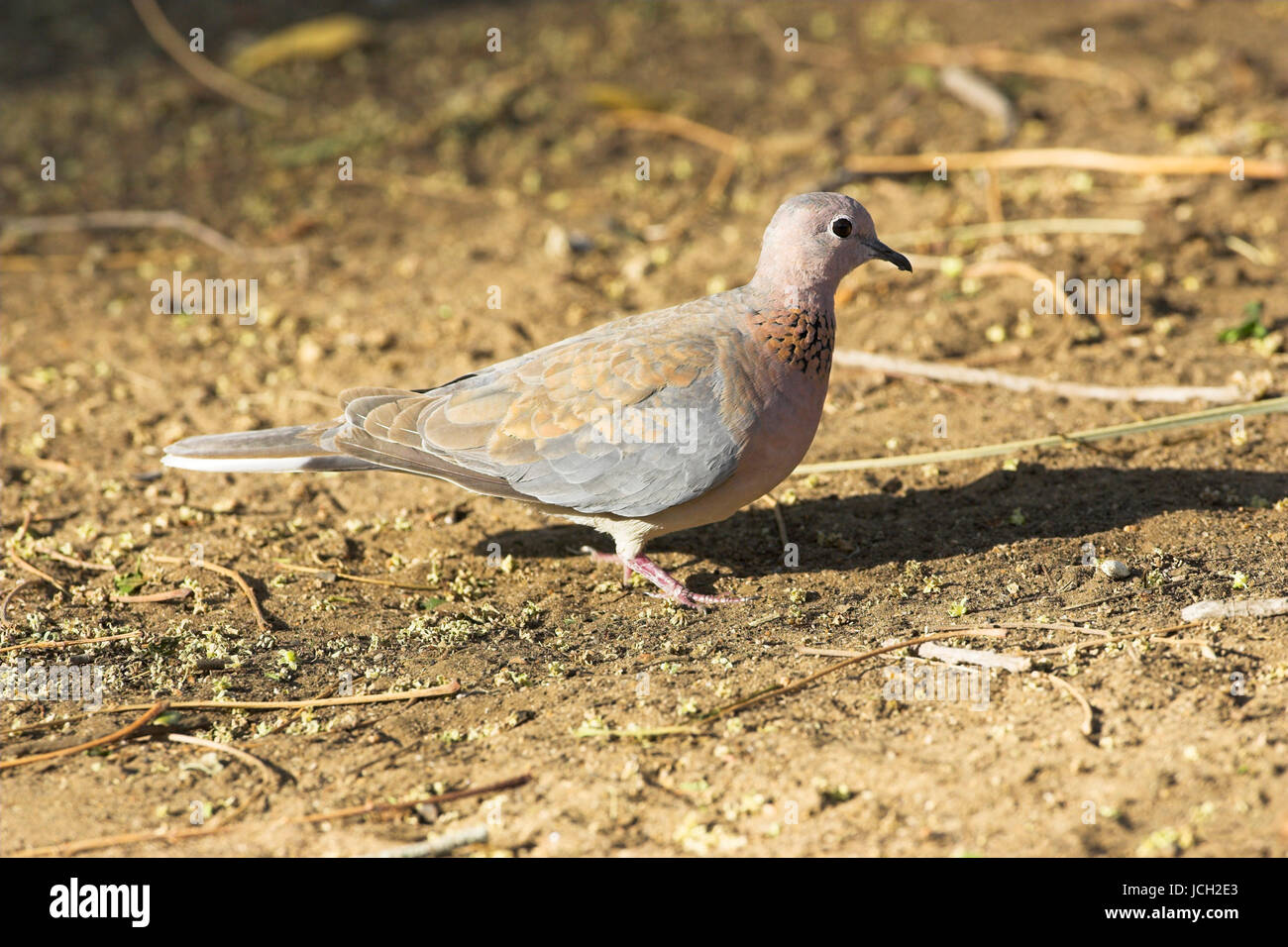 Laughing dove Streptopelia senegalensis on ground Kruger National Park ...