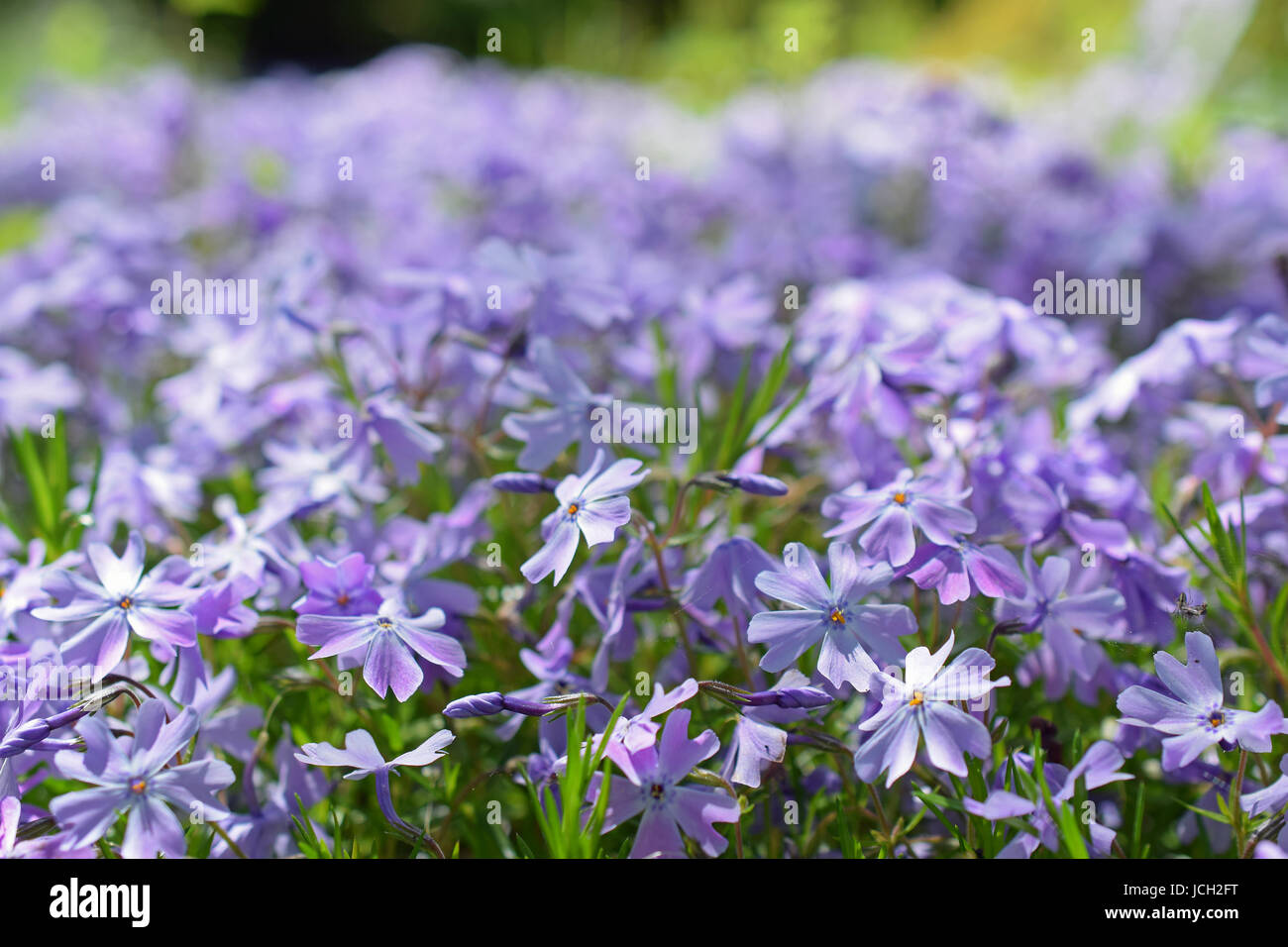 Creeping phlox flowers hi-res stock photography and images - Alamy