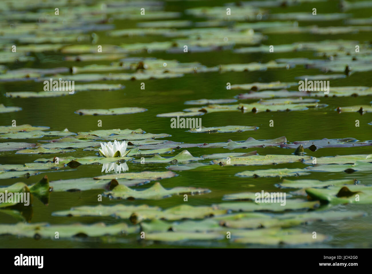 Single white water lily flower on a pond with full of lily pads Stock ...