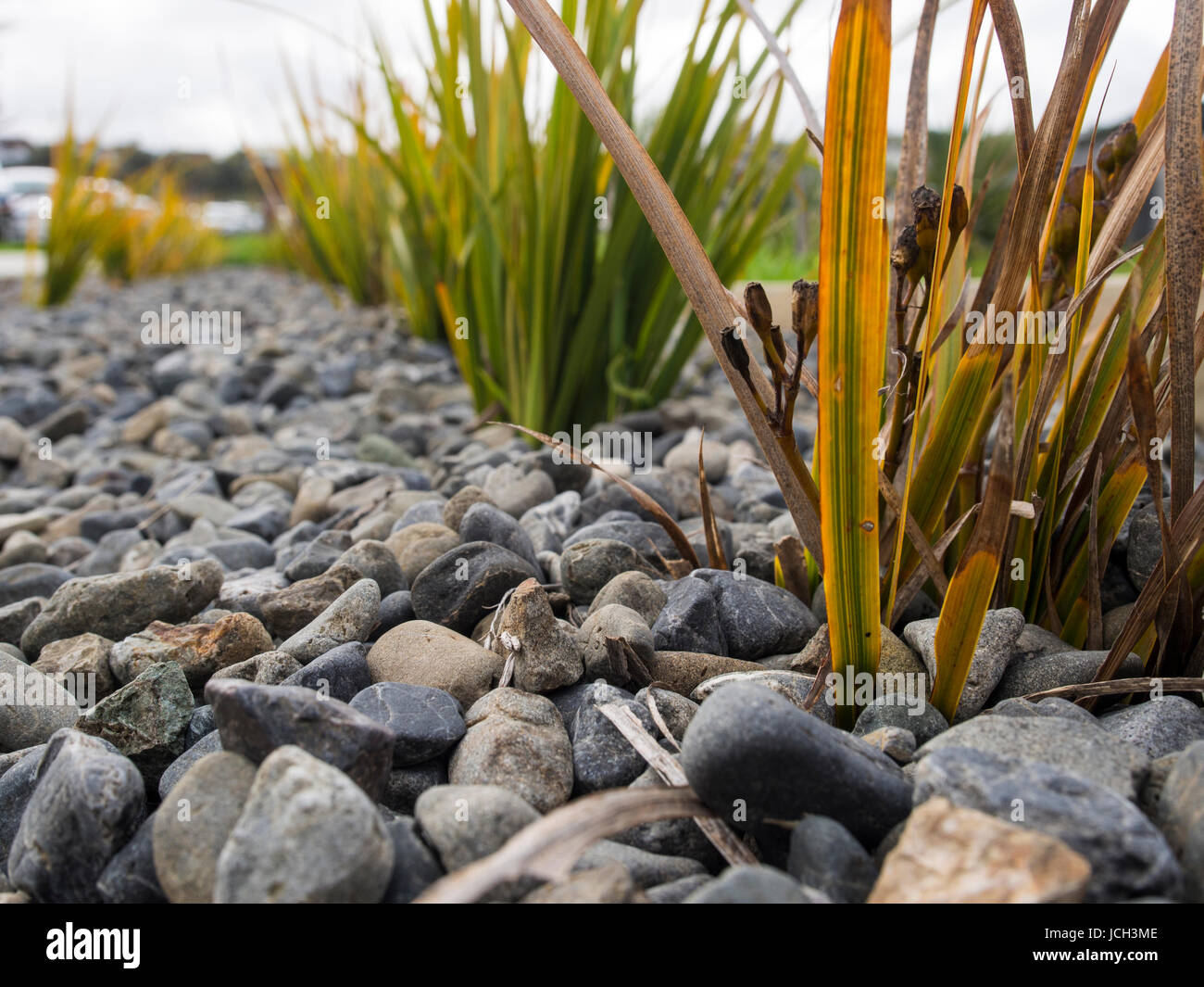 Grass Plans In Rocks Stock Photo - Alamy