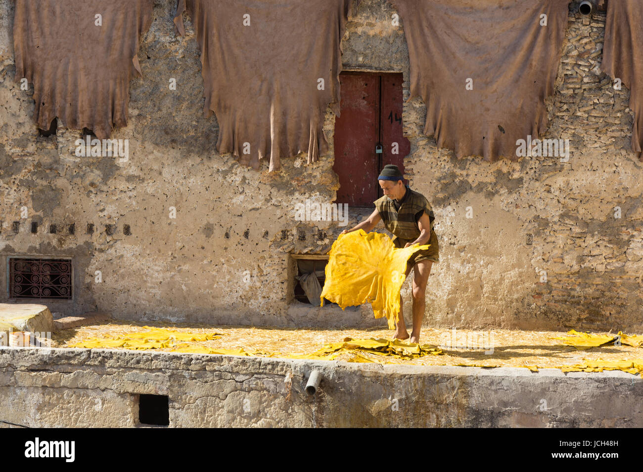 A man lays out a dyed yellow goatskin to dry in the hot Moroccan sun on ...