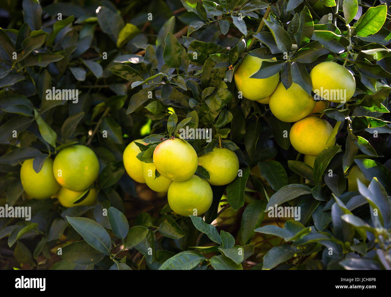 Orange tree with fruits ripen in the garden Stock Photo - Alamy