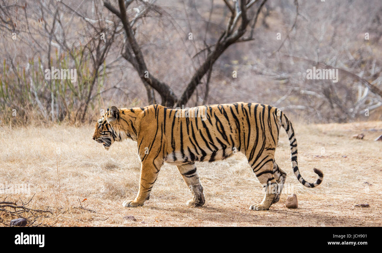 Bengal tiger goes among the trees in the Ranthambore National Park ...