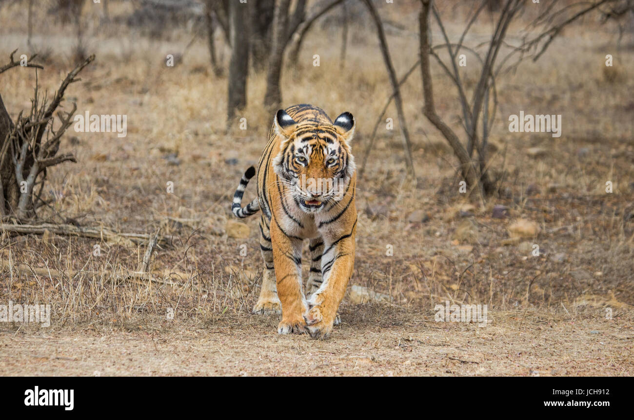 Bengal tiger goes among the trees in the Ranthambore National Park ...