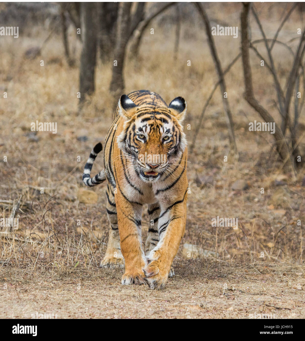 Bengal tiger goes among the trees in the Ranthambore National Park ...