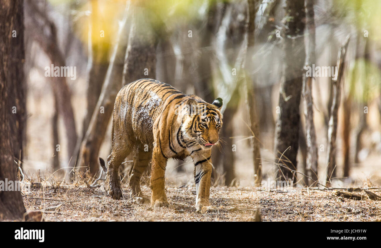 Bengal tiger goes among the trees in the Ranthambore National Park ...