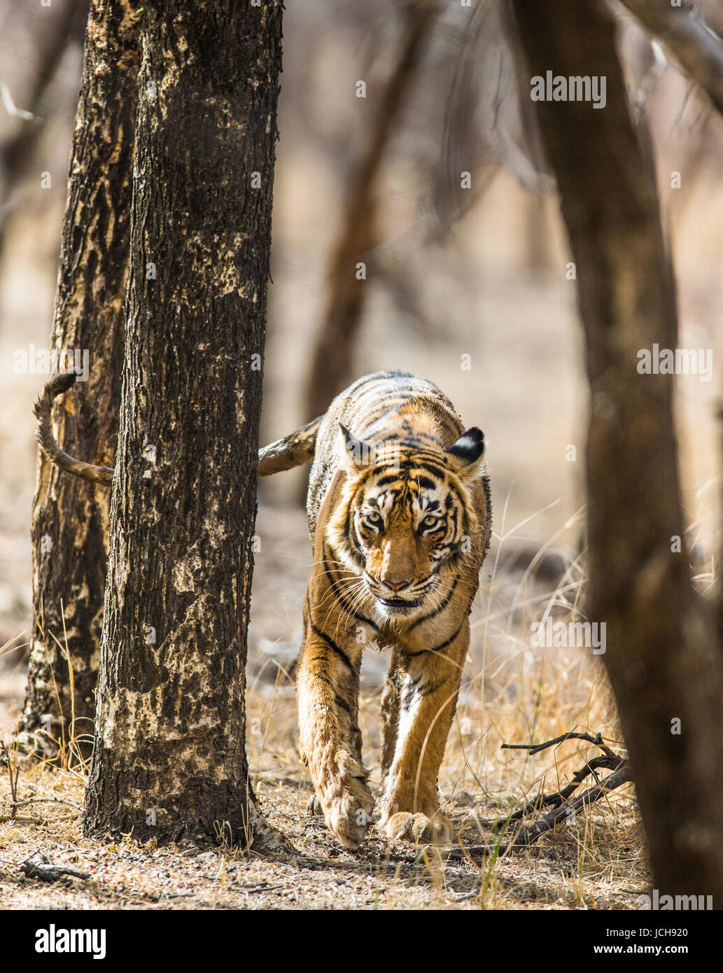 Bengal tiger goes among the trees in the Ranthambore National Park ...