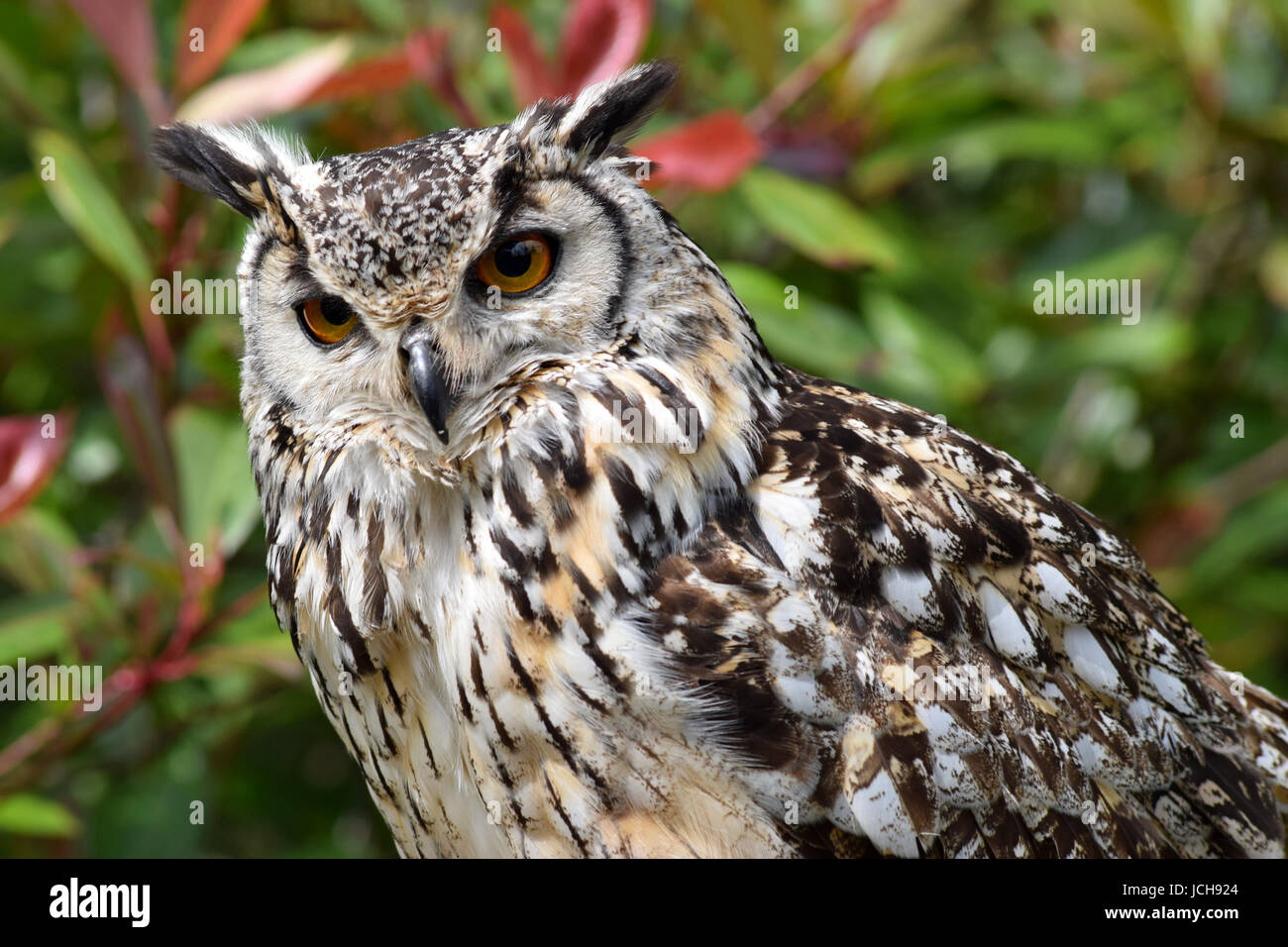 Asian Eagle Owl High Resolution Stock Photography and Images - Alamy