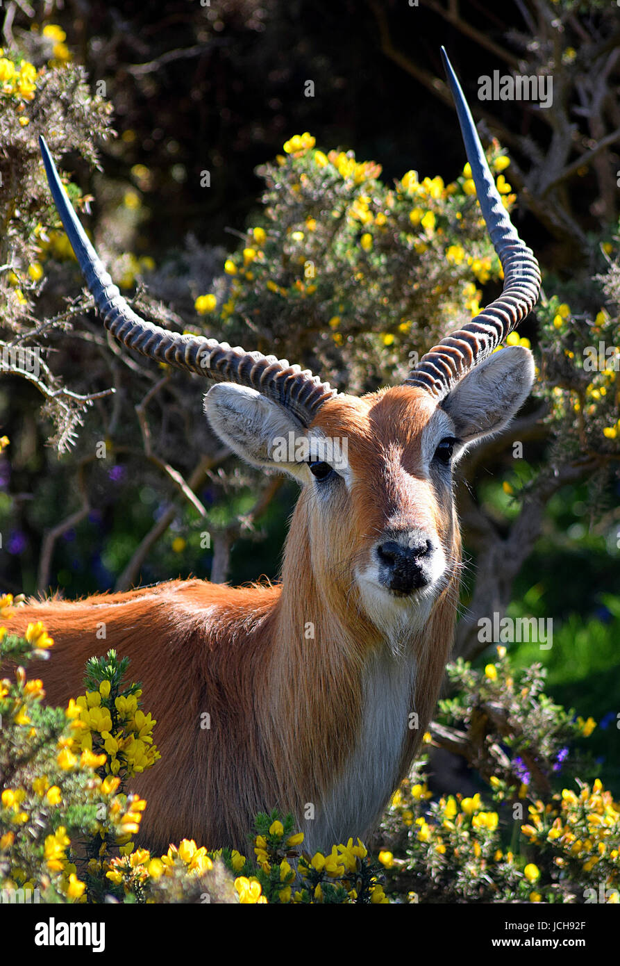Lechwe antelope hi-res stock photography and images - Alamy